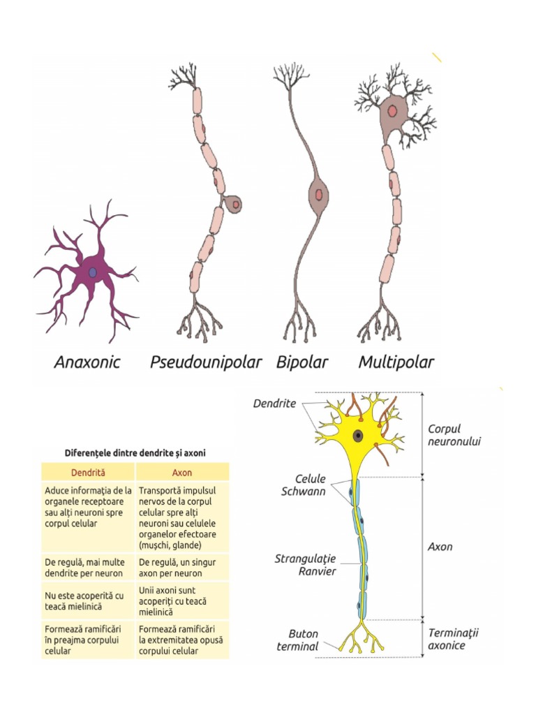 Poze Neuron | PDF