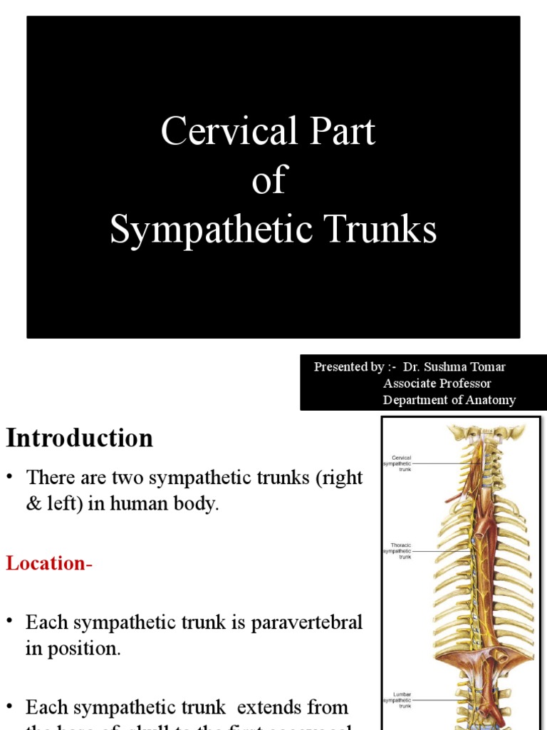 Cervical Sympathetic Trunks | Download Free PDF | Vertebral Column ...