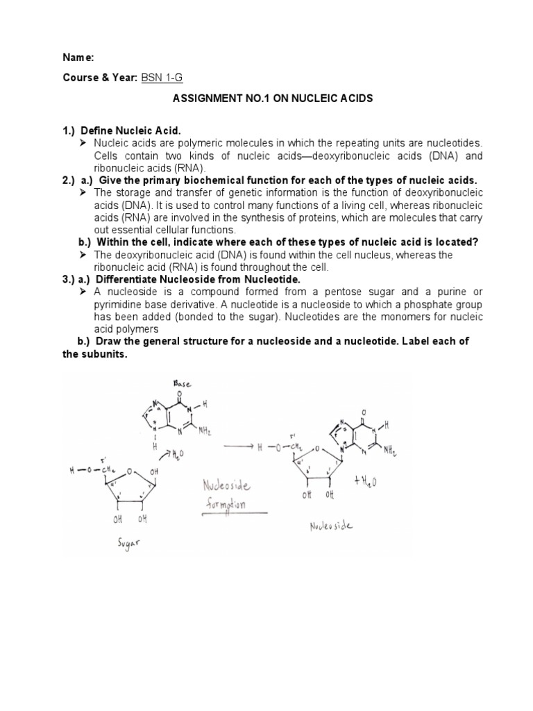Assignment No.1 On Nucleic Acids | PDF | Nucleic Acids | Nucleotides