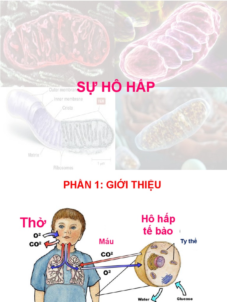 2018 Bai 4 - Ho Hap | PDF