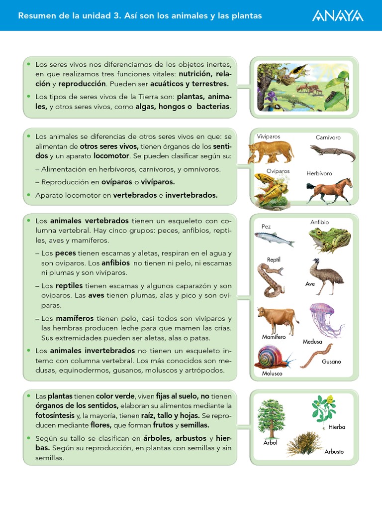 Resumen Tema 3 Animales y Plantas | PDF | Plantas | Vertebrados