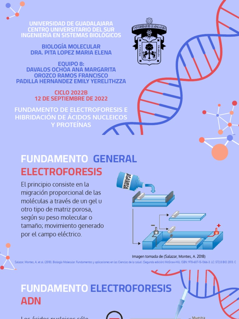 Electroforesis | PDF | Southern Blot | Northern Blot