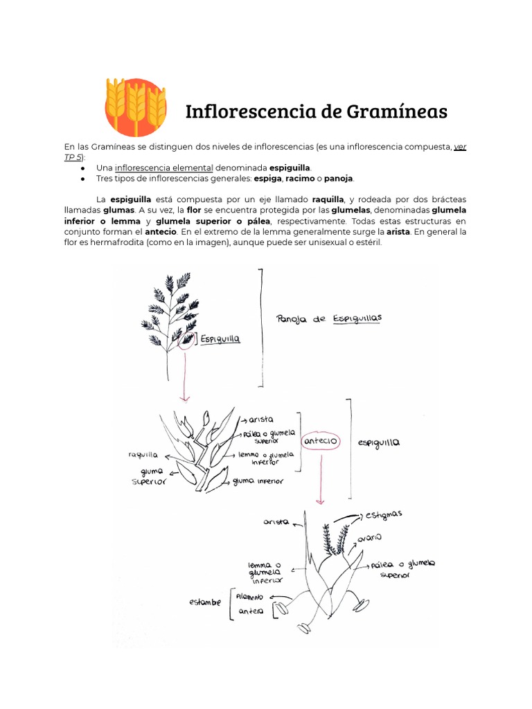 Tipos de Inflorescencia en Gramíneas | PDF | Hogar, jardinería y bricolaje