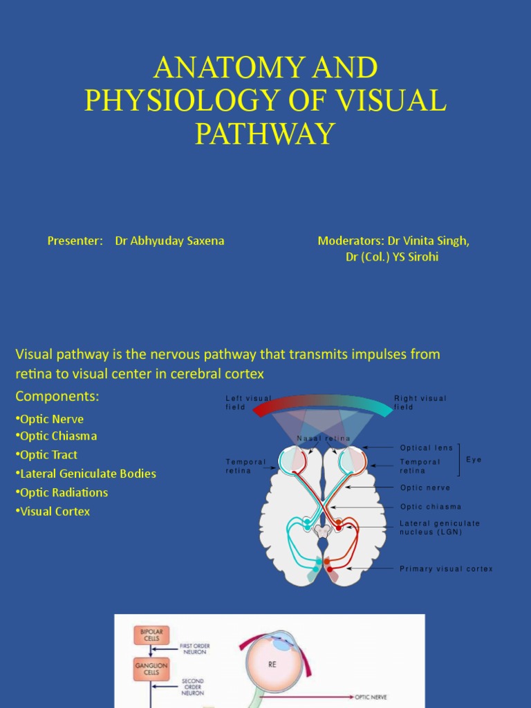 Anatomy and Physiology of Visual Pathway | PDF | Visual System | Retina