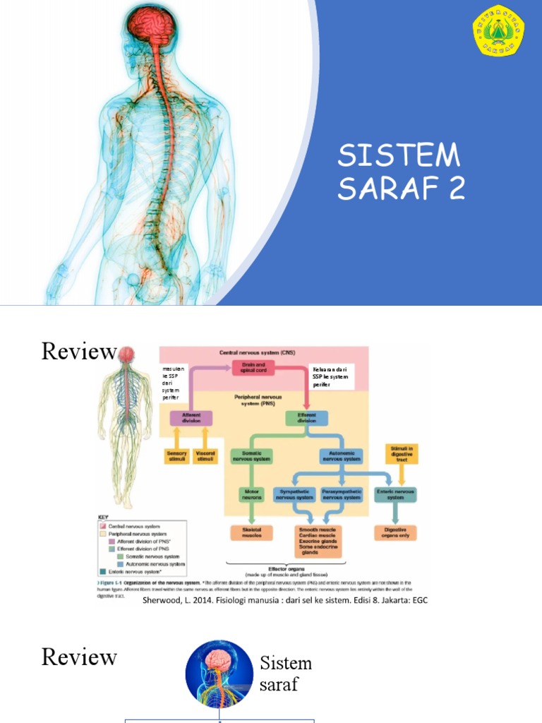 P3 - Sistem Saraf 2 | PDF