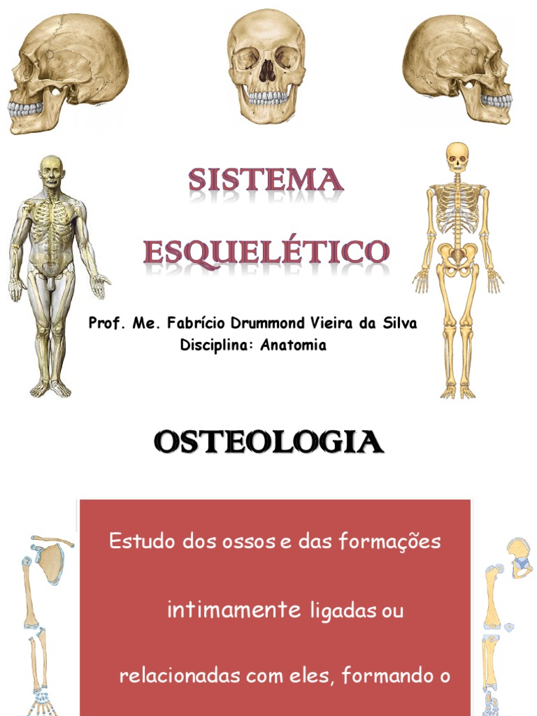 Aula 2 - Sistema Esquelético | PDF | Esqueleto | Osso