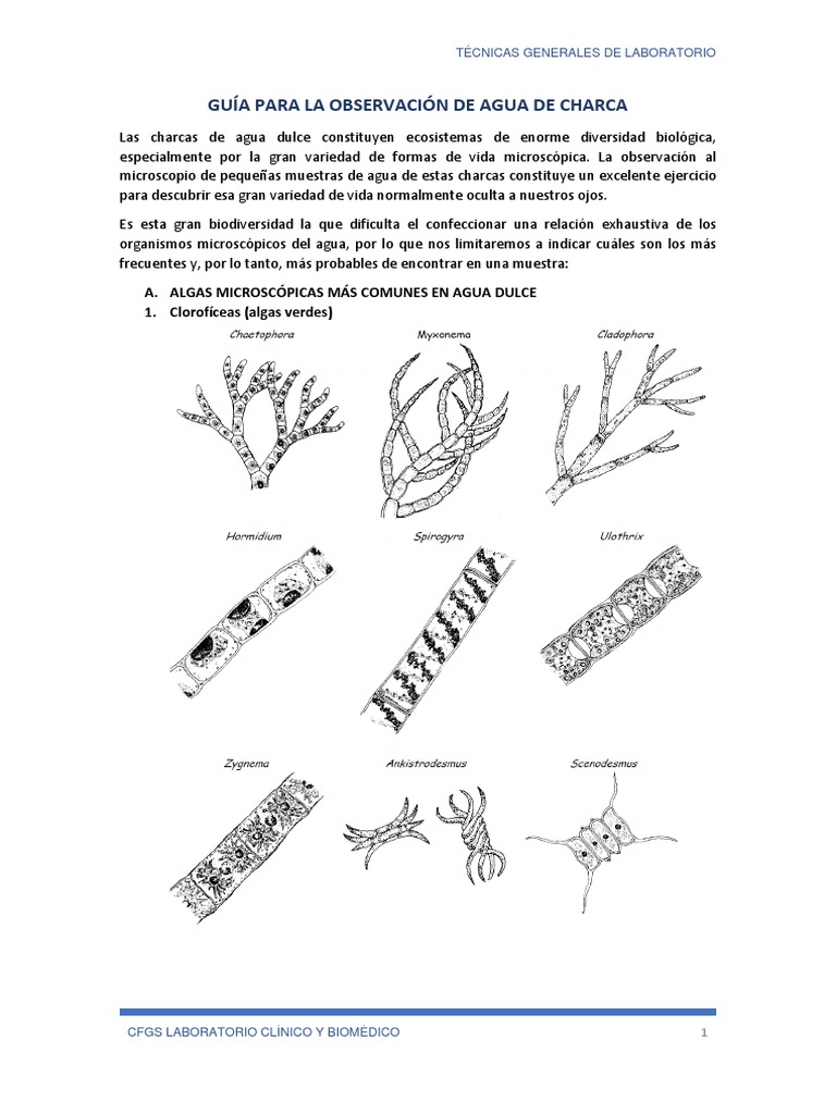Guía para La Observación de Agua de Charca | PDF | Ciencia y matemáticas