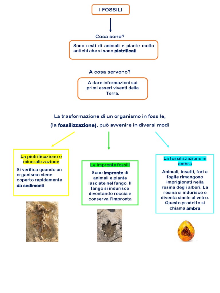 I Fossili e La Fossilizzazione | PDF