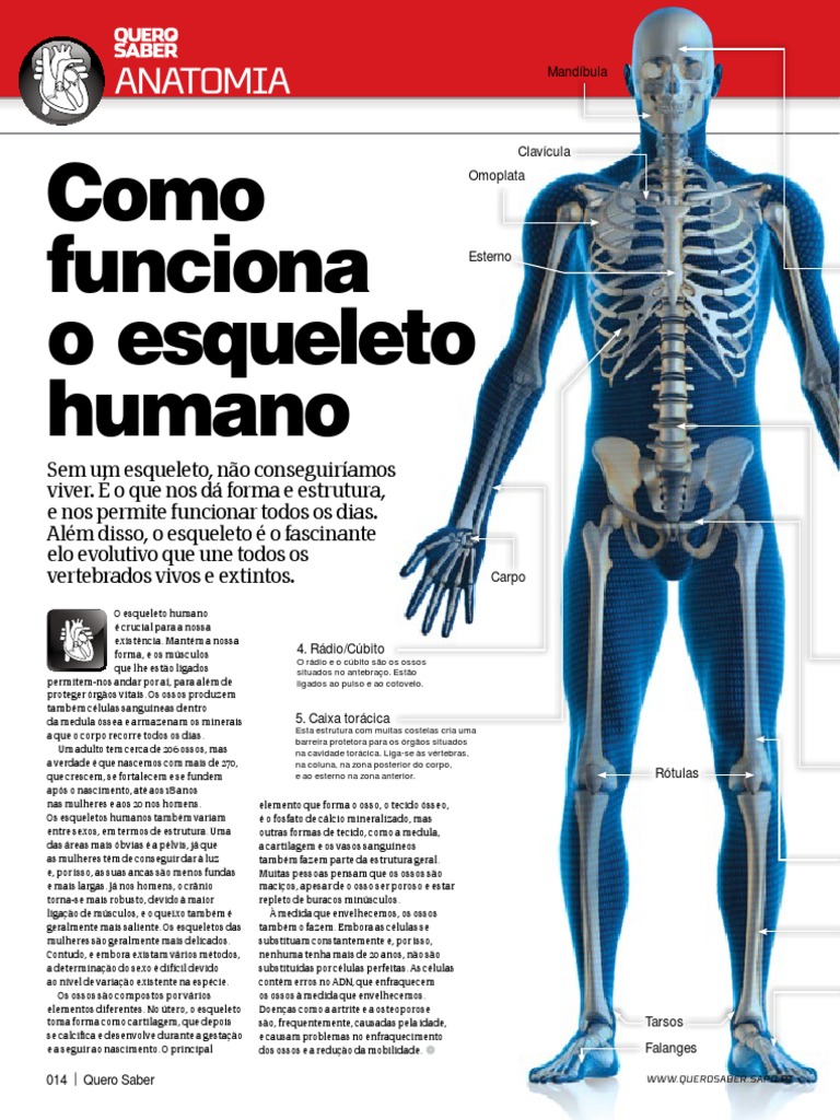 Quero Saber - Corpo Humano - Coluna Vertebral | PDF | Esqueleto ...