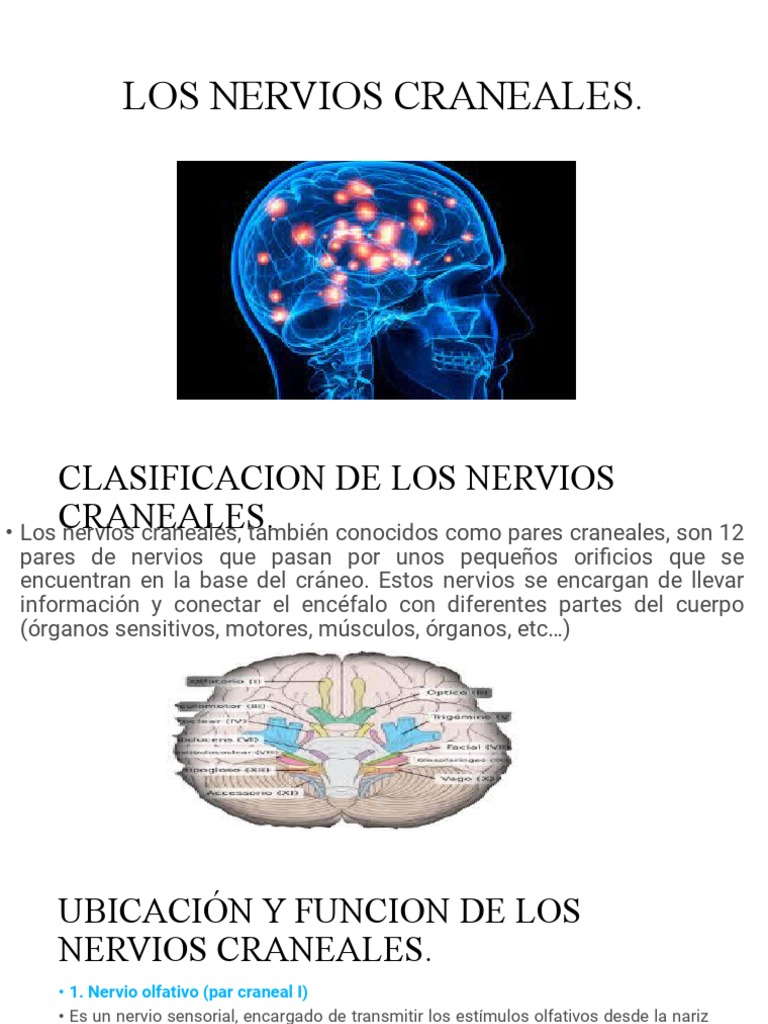 Los Nervios Craneales 5 | PDF | Nervio vago | Nervio