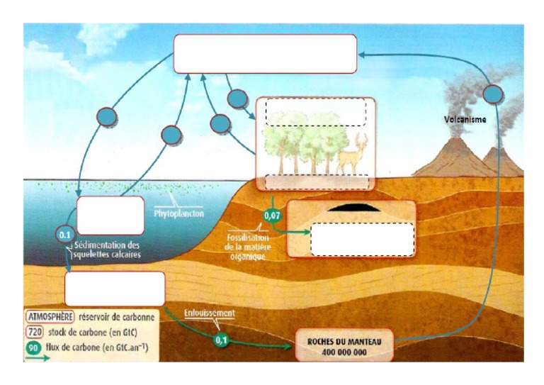 SCHEMA CYCLE DE CARBONE VIERGE (1) | PDF