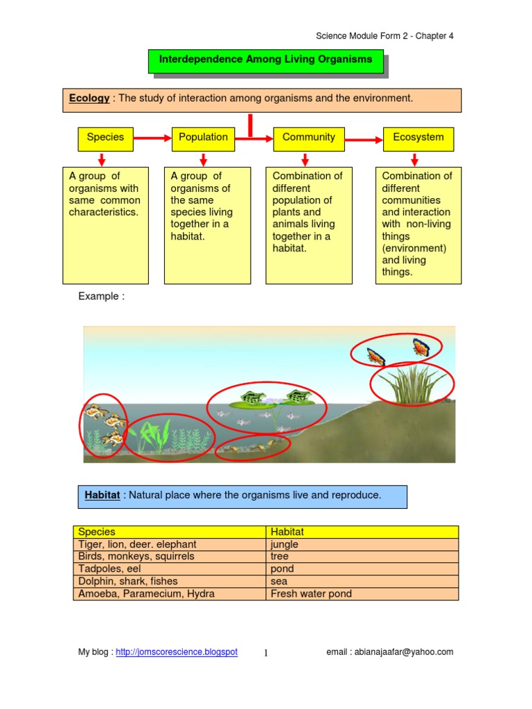 Chapter 4 Interdependence Organisms(2) | Photosynthesis | Predation