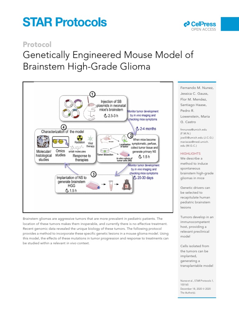 Mouse Model for Brainstem Glioma Study | PDF | Glioma | Neoplasms