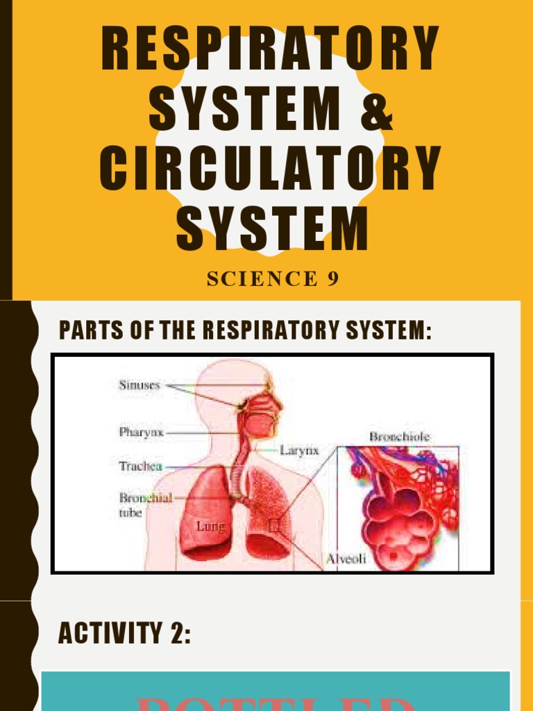 Activity 2 - Bottled Balloons | Download Free PDF | Lung | Balloon