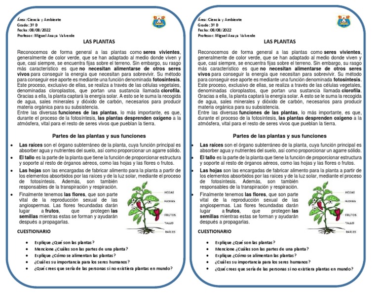 Importancia y funciones de las plantas | PDF | Plantas | Fotosíntesis