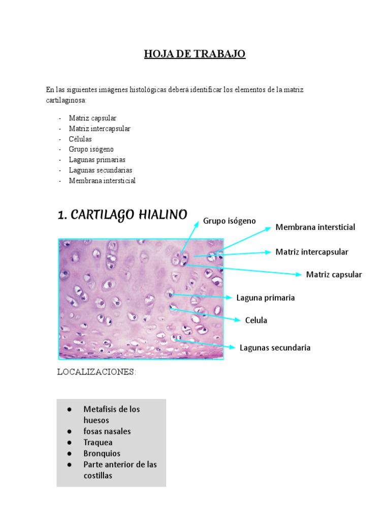 Cartilago Hoja de Trabajo | PDF