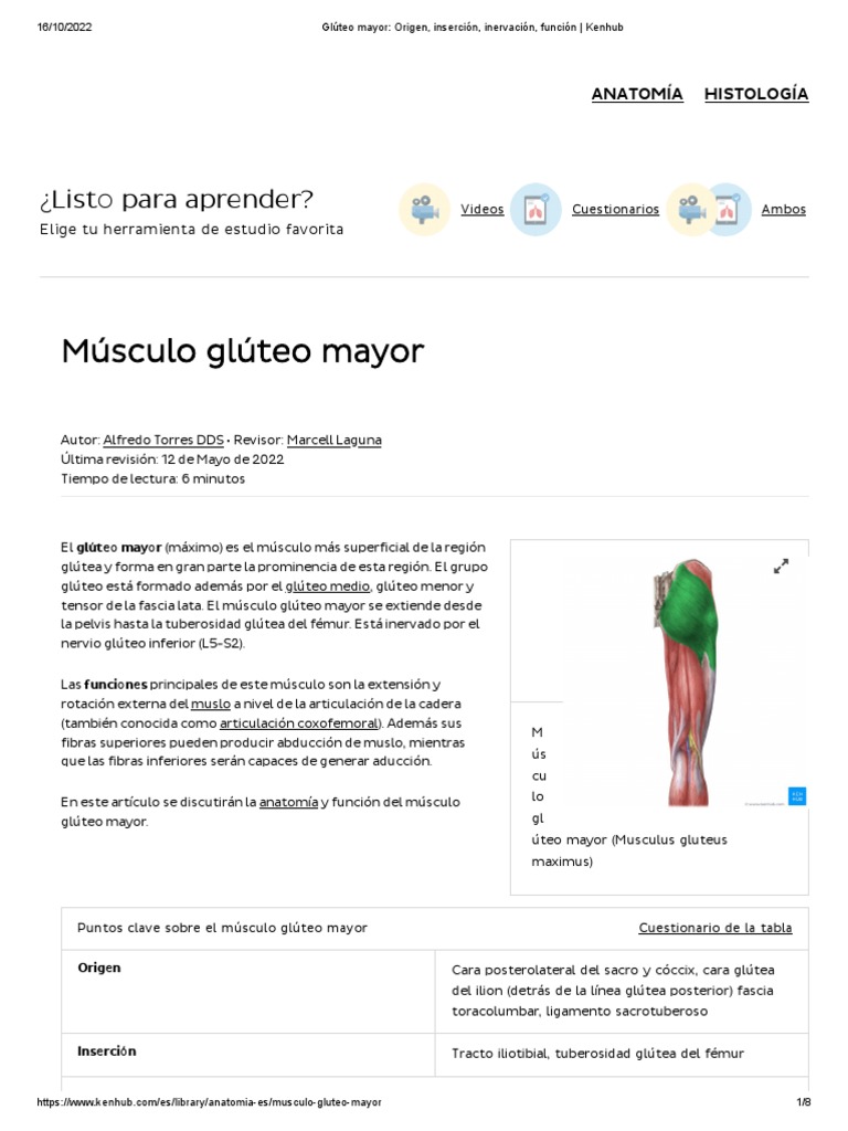 Glúteo Mayor - Origen, Inserción, Inervación, Función - Kenhub | PDF ...