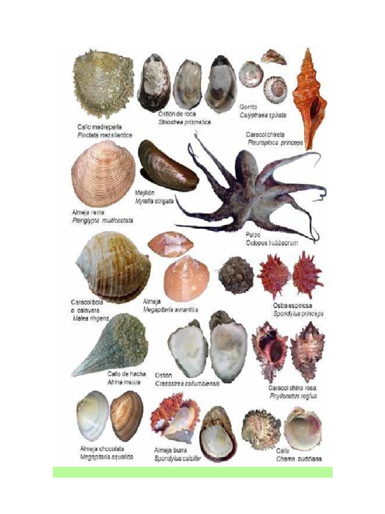 Moluscos | PDF