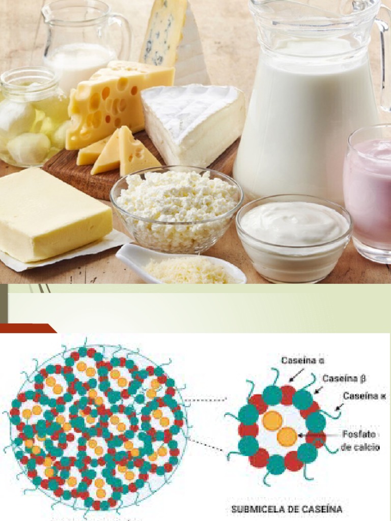 Leche y Yogurt | PDF | Leche | Yogur