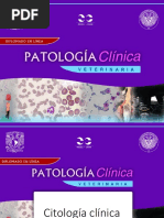 Bula Candiprin | PDF | Ciencias de la Salud | Enfermedades y trastornos