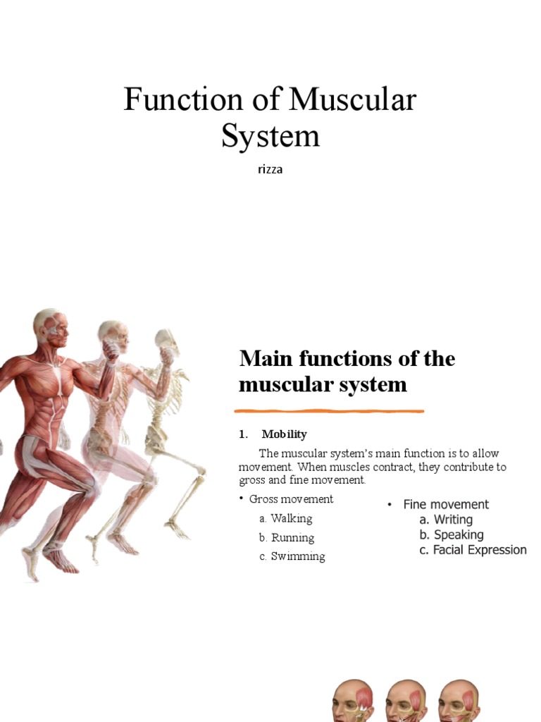 Function of Muscular System | PDF