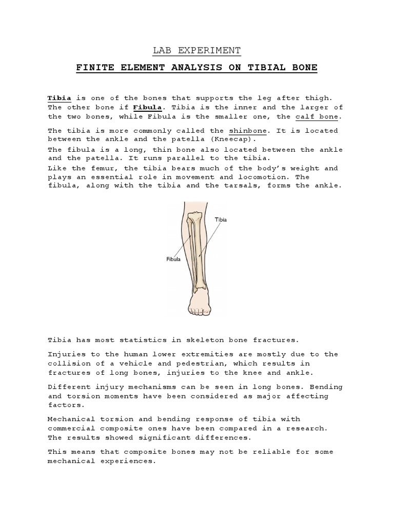 Tibia Bone Analysis | PDF