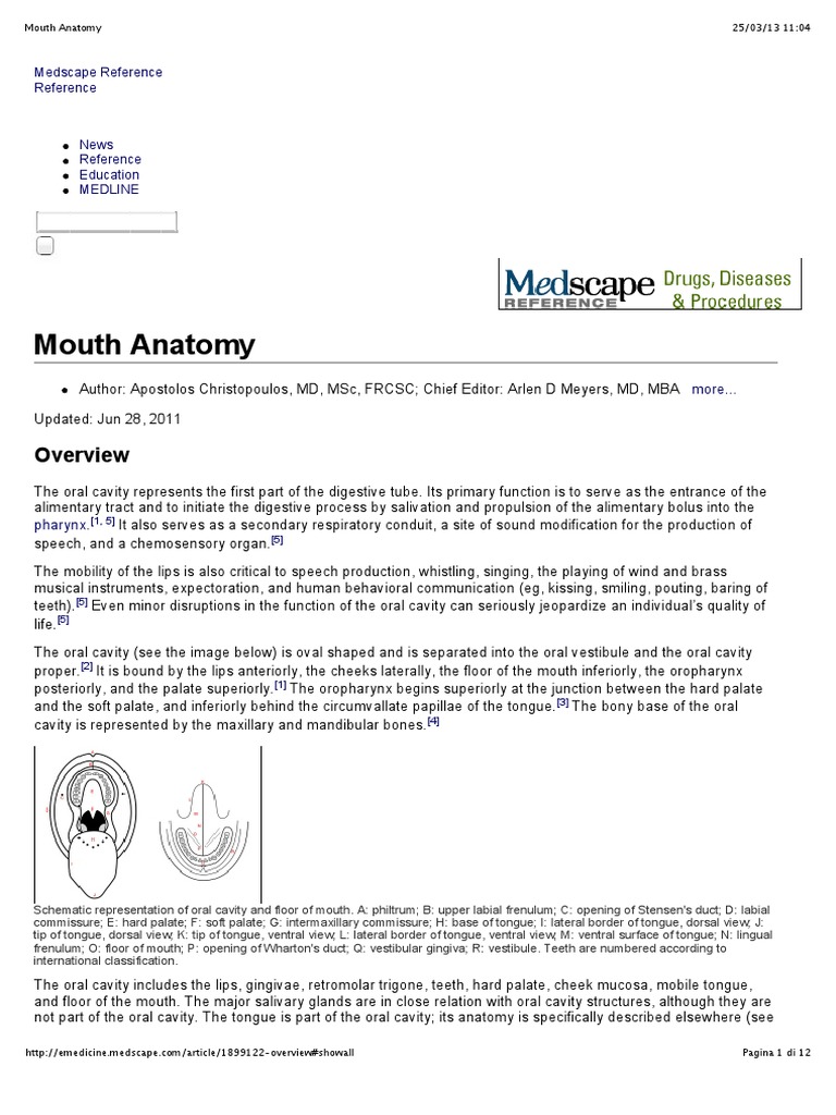 Mouth Anatomy | PDF | Tongue | Human Tooth