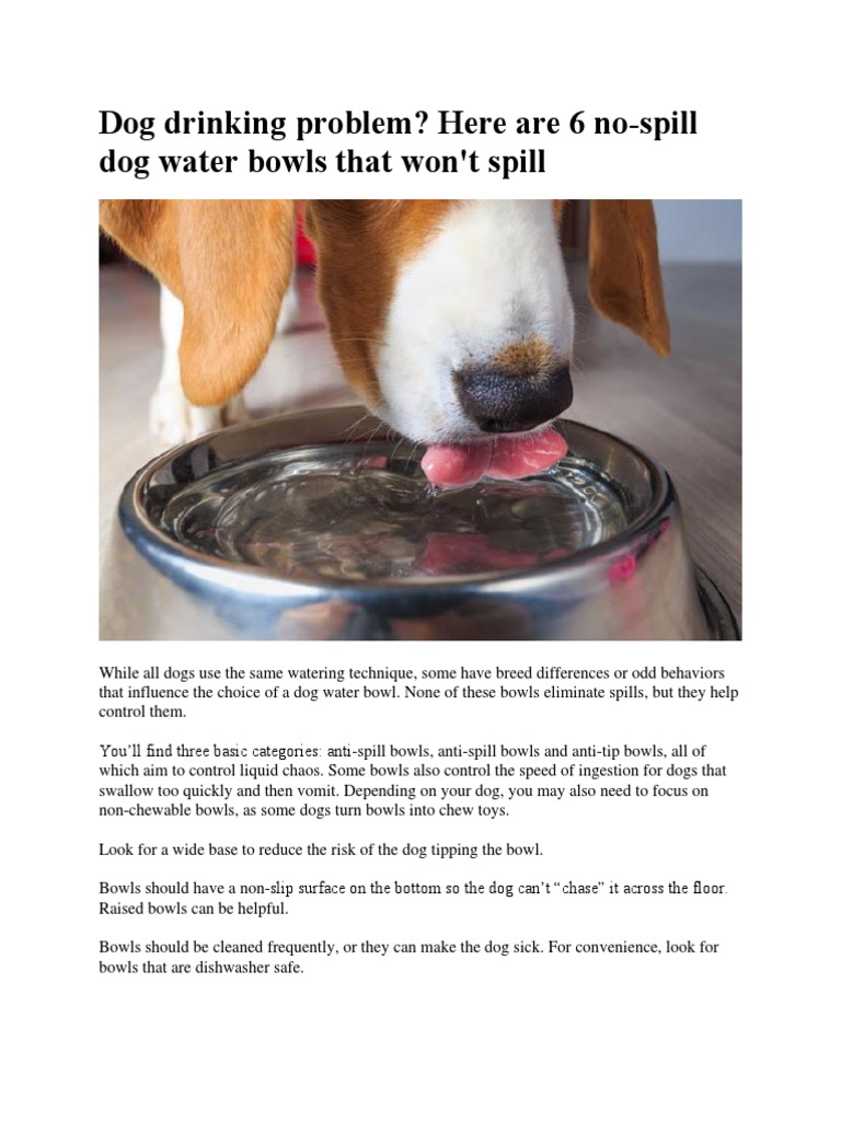 Dog Drinking Problem? Here Are 6 No-Spill Dog Water Bowls That Won't ...