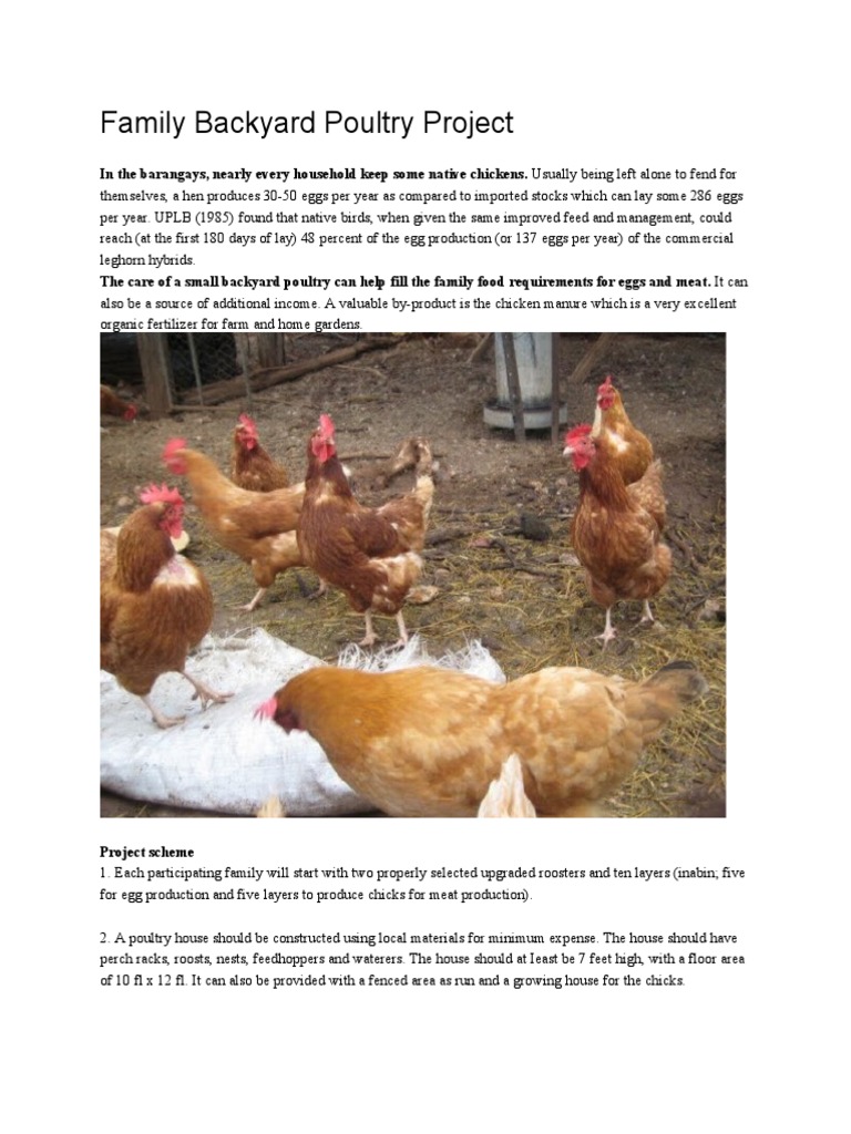 Family Backyard Poultry Project | PDF | Chicken | Egg As Food