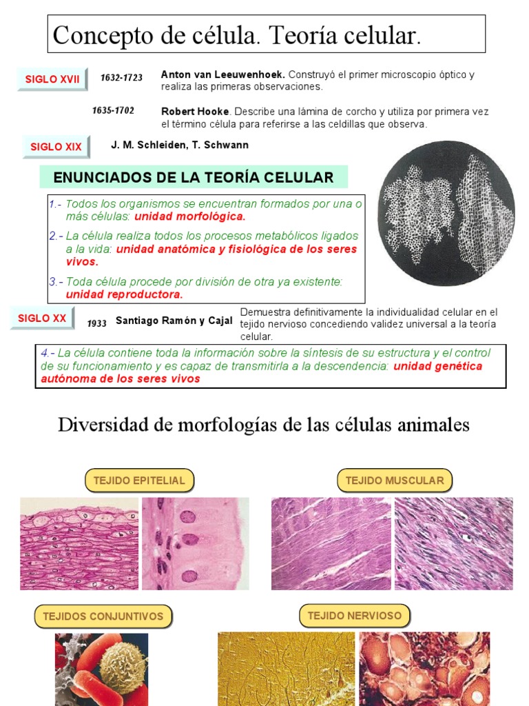 Introducción a la Teoría Celular | PDF | Citoplasma | Biología Celular)