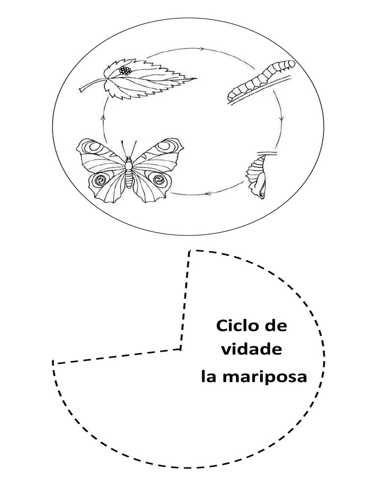 Ciclo de Vida de La Mariposa | PDF