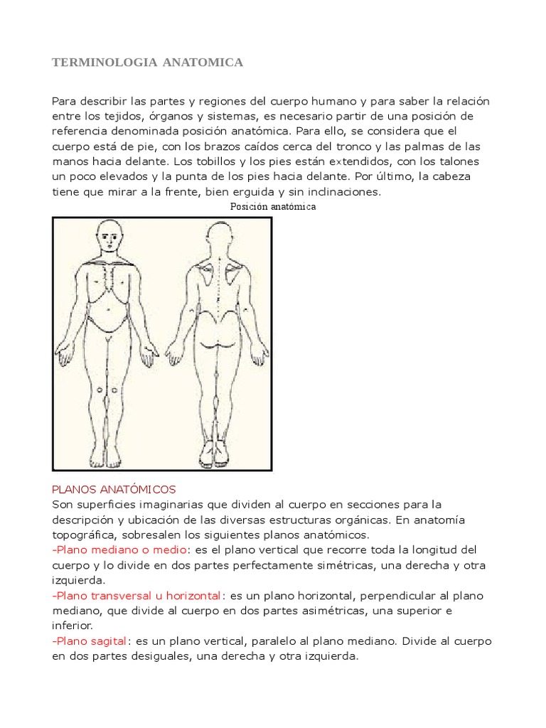Terminología Anatómica y Planos Corporales | PDF | Articulación ...