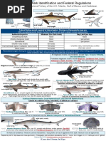 NOAA Shark Identification Placards | PDF | Sharks | Vertebrates
