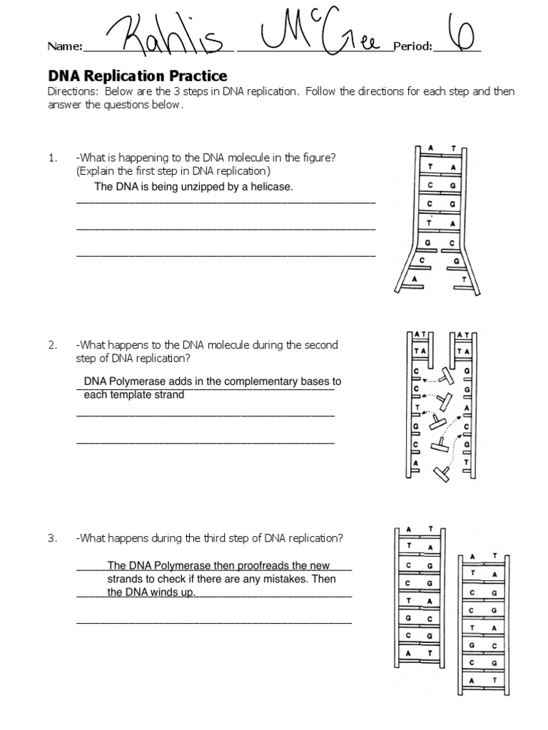 DNA Replication Worksheet | PDF | Dna Replication | Dna