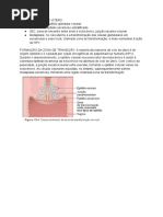 Ectopia Cervical: Definição e Tratamento | PDF | Câncer cervical ...