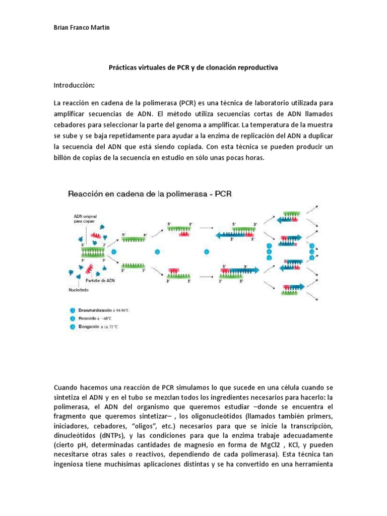 Practica PCR | PDF | Reacción en cadena de la polimerasa | Primer ...