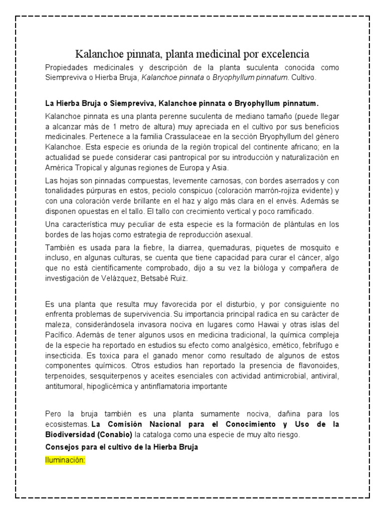 Propiedades y Cultivo de Kalanchoe | PDF | Botánica | Plantas
