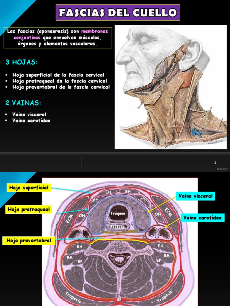 7.4 Fascias Del Cuello | PDF | Laringe | Anatomía humana