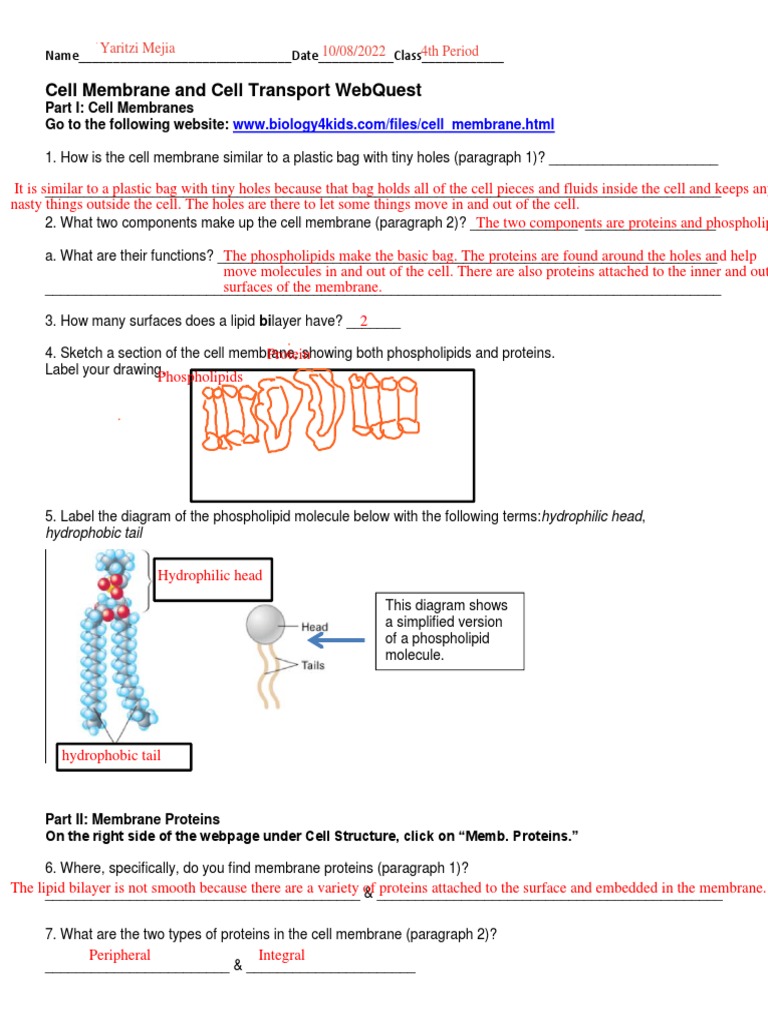 Cell Membrane and Transport Aca Webquest | PDF | Osmosis | Lipid Bilayer