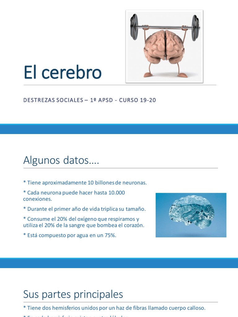 El Cerebro | PDF | Cerebro | Neurona