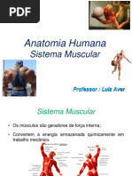 Anatomia do Úmero: Estruturas e Músculos | PDF | Sistema Locomotor ...