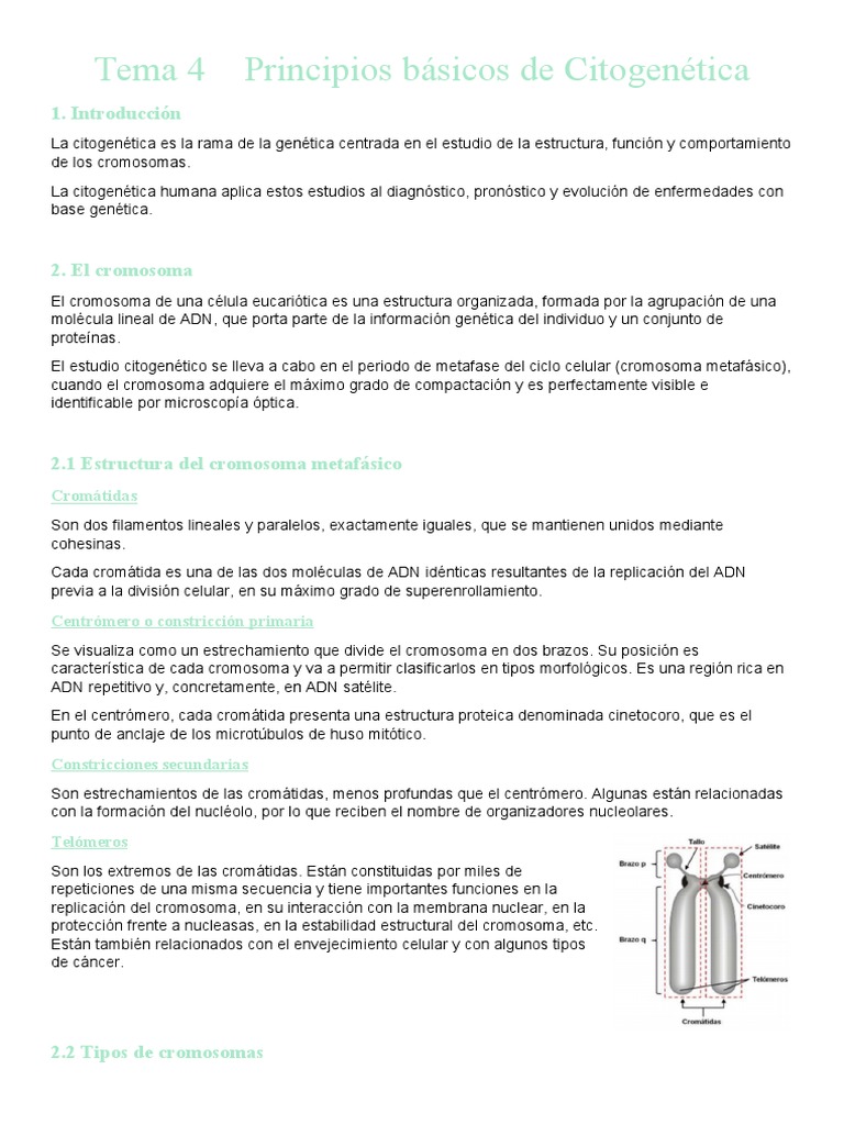 Tema 4 Principios Básicos de Citogenética | Descargar gratis PDF | Mitosis | Cromosoma