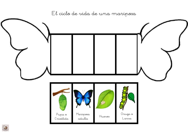 Ciclo de Vida de Una Mariposa | PDF