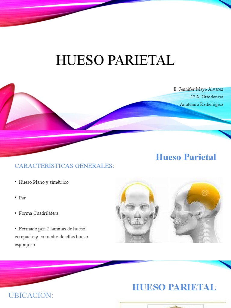Parietal Bone Anatomy | PDF
