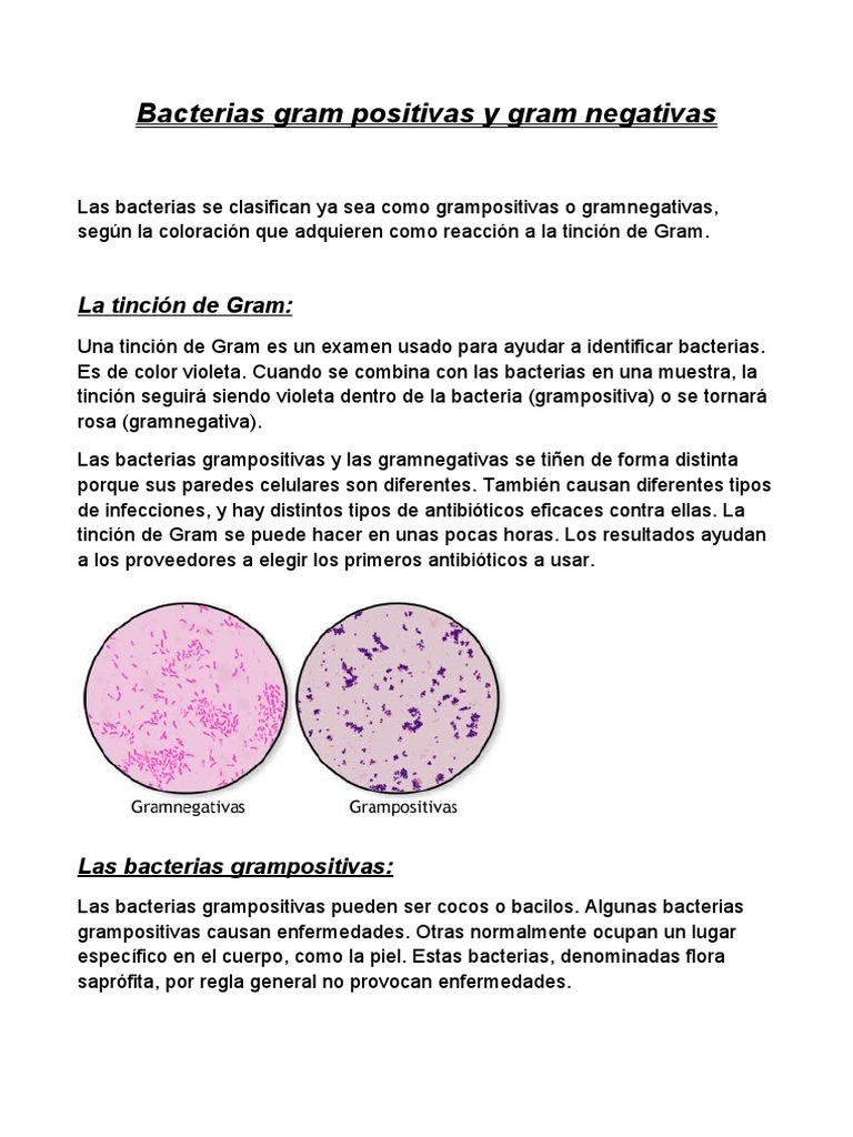 Bacterias Gram Positivas y Gram Negativas | PDF