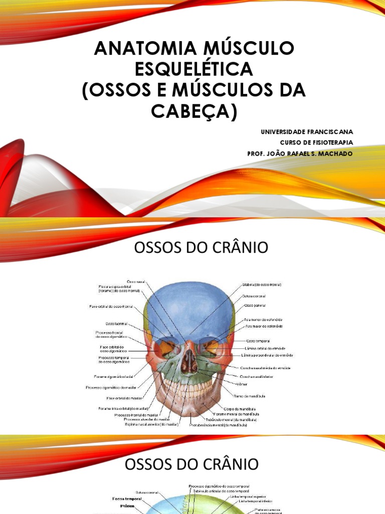 Ossos e Mã - Sculos Crã - Nio - 2021 | PDF | Anatomia humana | Sistema Esquelético