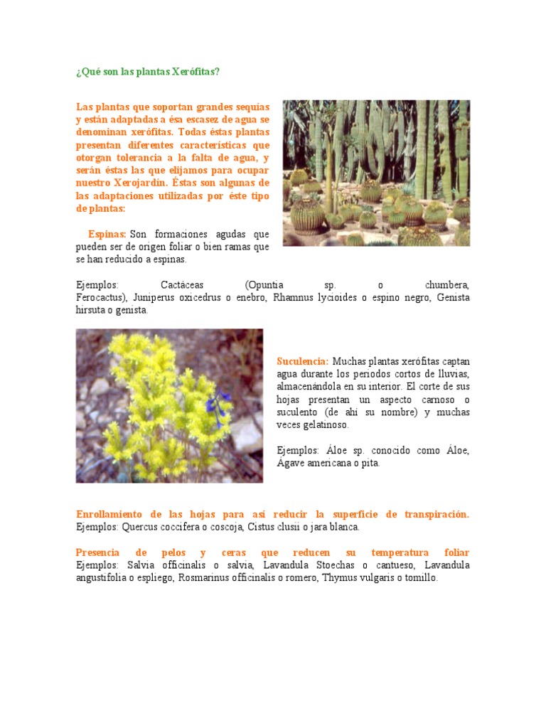 Plantas Xerófitas: Características y Ejemplos | PDF