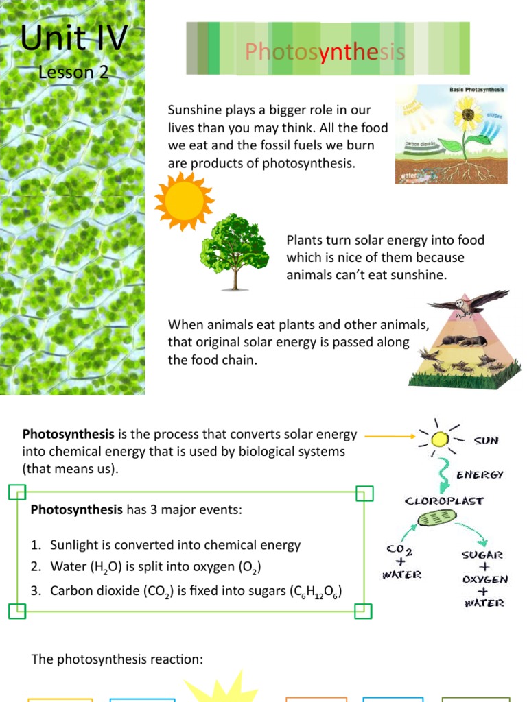 Unit IV Lesson 2 Photosynthesis | PDF | Chloroplast | Photosynthesis