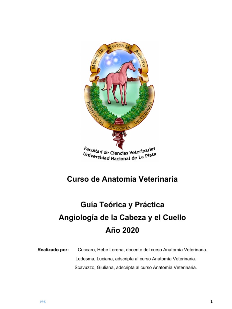 Anatomía de Venas en Cabeza y Cuello | PDF | Ganglio linfático | Vena