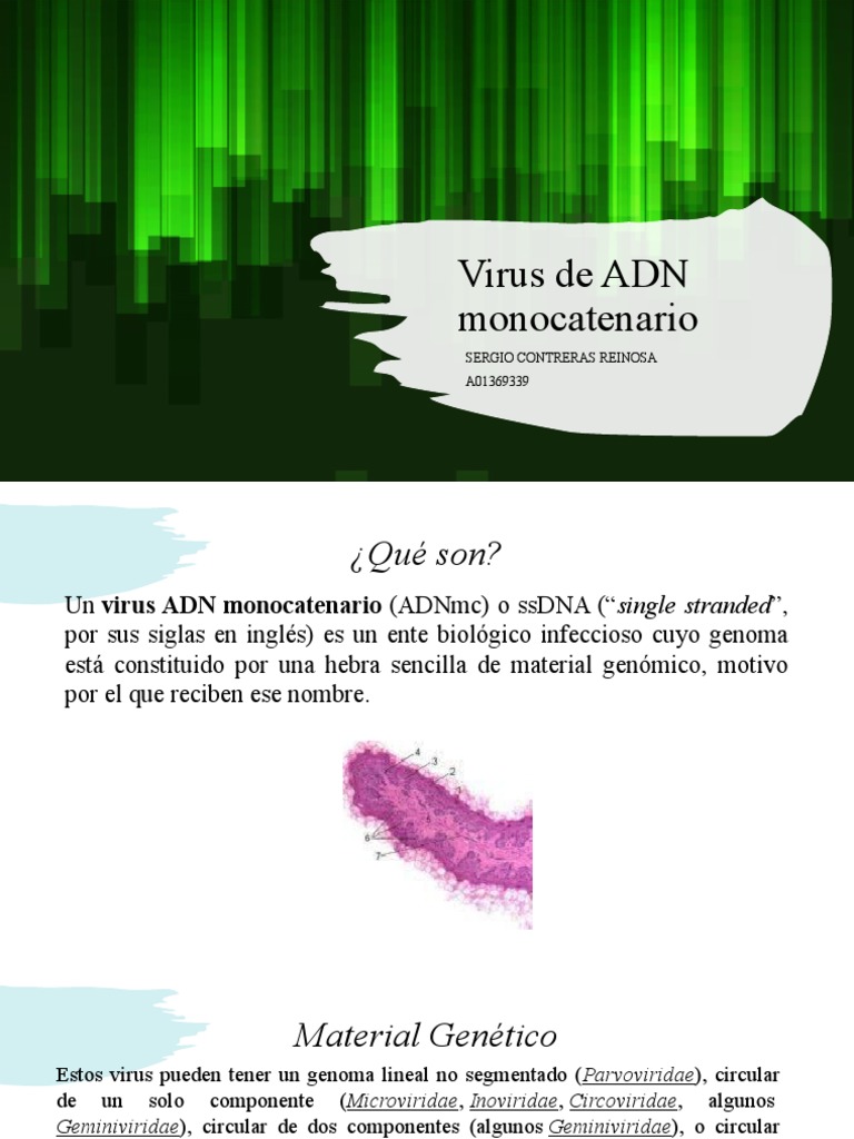 Virus de ADN Monocatenario | PDF | Virus | Genoma